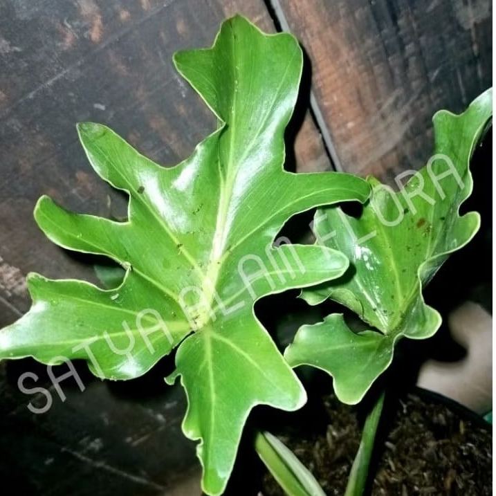 Jual tanaman hias /Philodendron bipinnatifidum/Thaumatophyllum ...