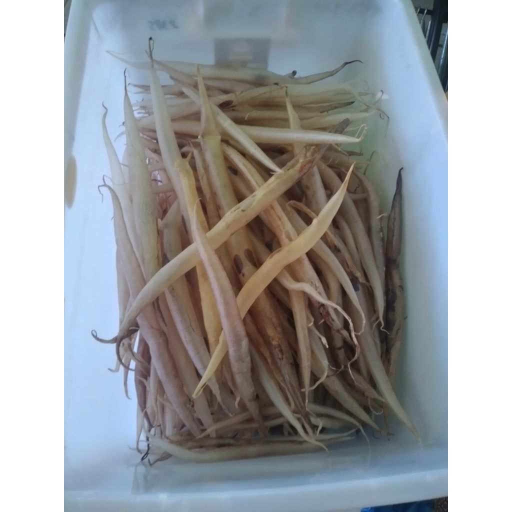 Jual He Pio/Lampung/Gelembung ikan Malong Fish Maw per 1kg(size 15-29 ...