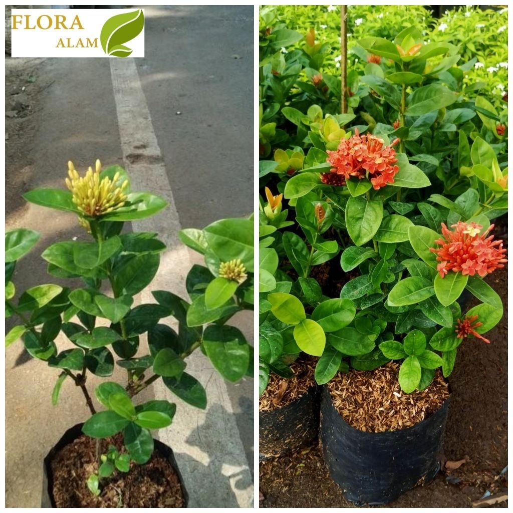 Jual Tanaman Hias Bunga Asoka Daun Lebar Bunga Asoka Merah Bunga Asoka ...