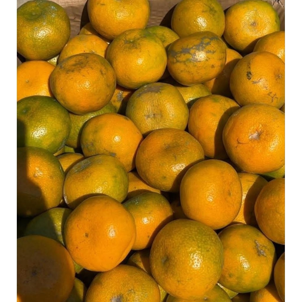 Jual 1/2Kg / 500gram JERUK MEDAN MANIS/JERUK MEDAN BERASTAGI/500Gram ...