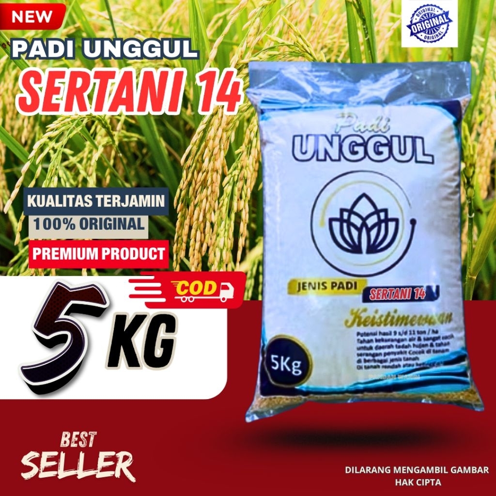 Jual PADI UNGGUL SERTANI 14 PADI UNGGUL BERKUALITAS PREMIUM KUALITAS ...