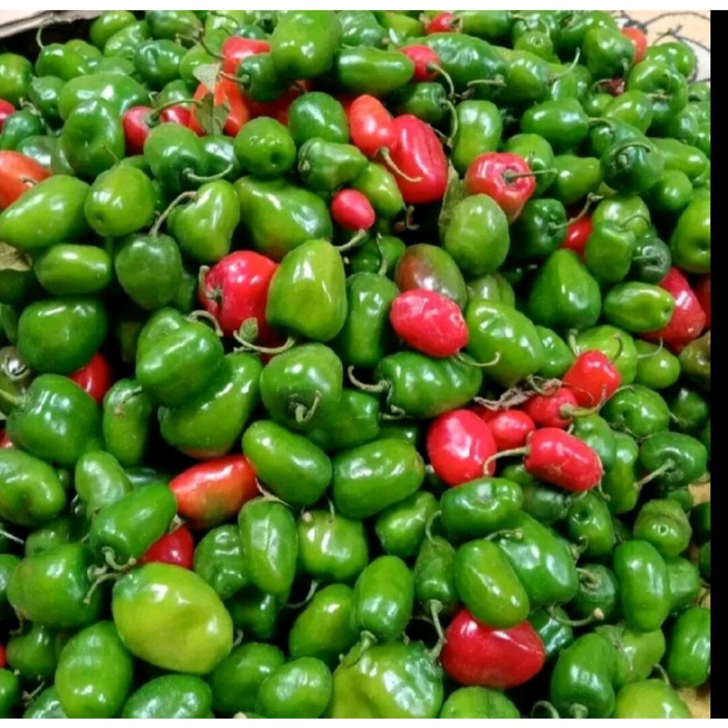 Jual Cabe Gendot Hijau 500 gram Segar Langsung Petani | Shopee Indonesia