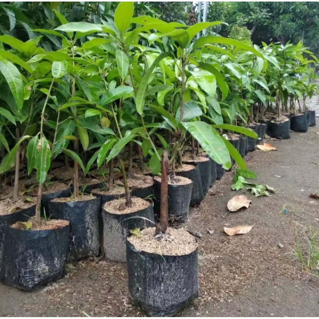 Jual Bibit Mangga Dua Dimensi Chokanan + Kiojay (1 Bibit Bisa Berbuah 2 ...