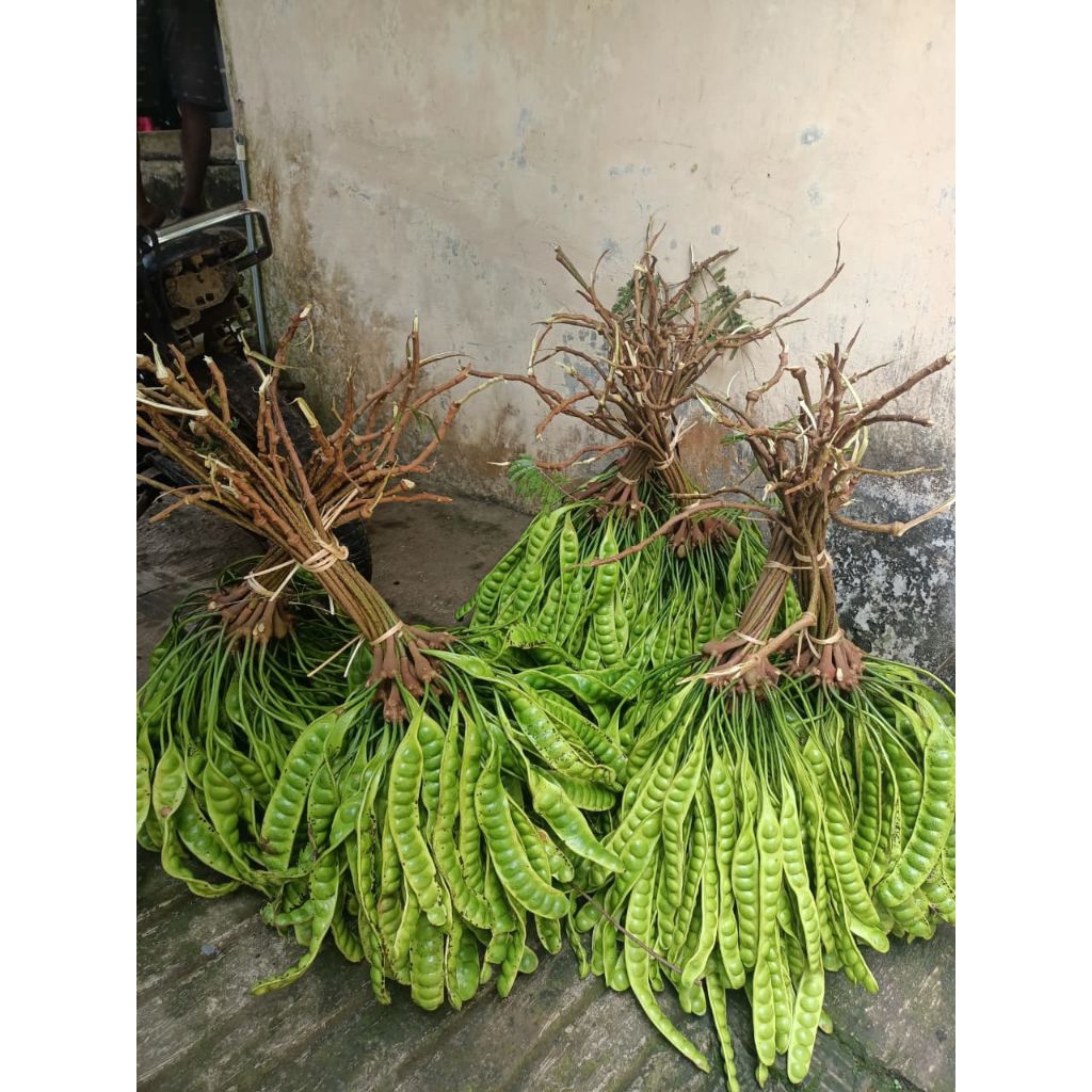 Jual PETE PETAI SUPER FRESH PER 10 PAPAN LONJOR | Shopee Indonesia