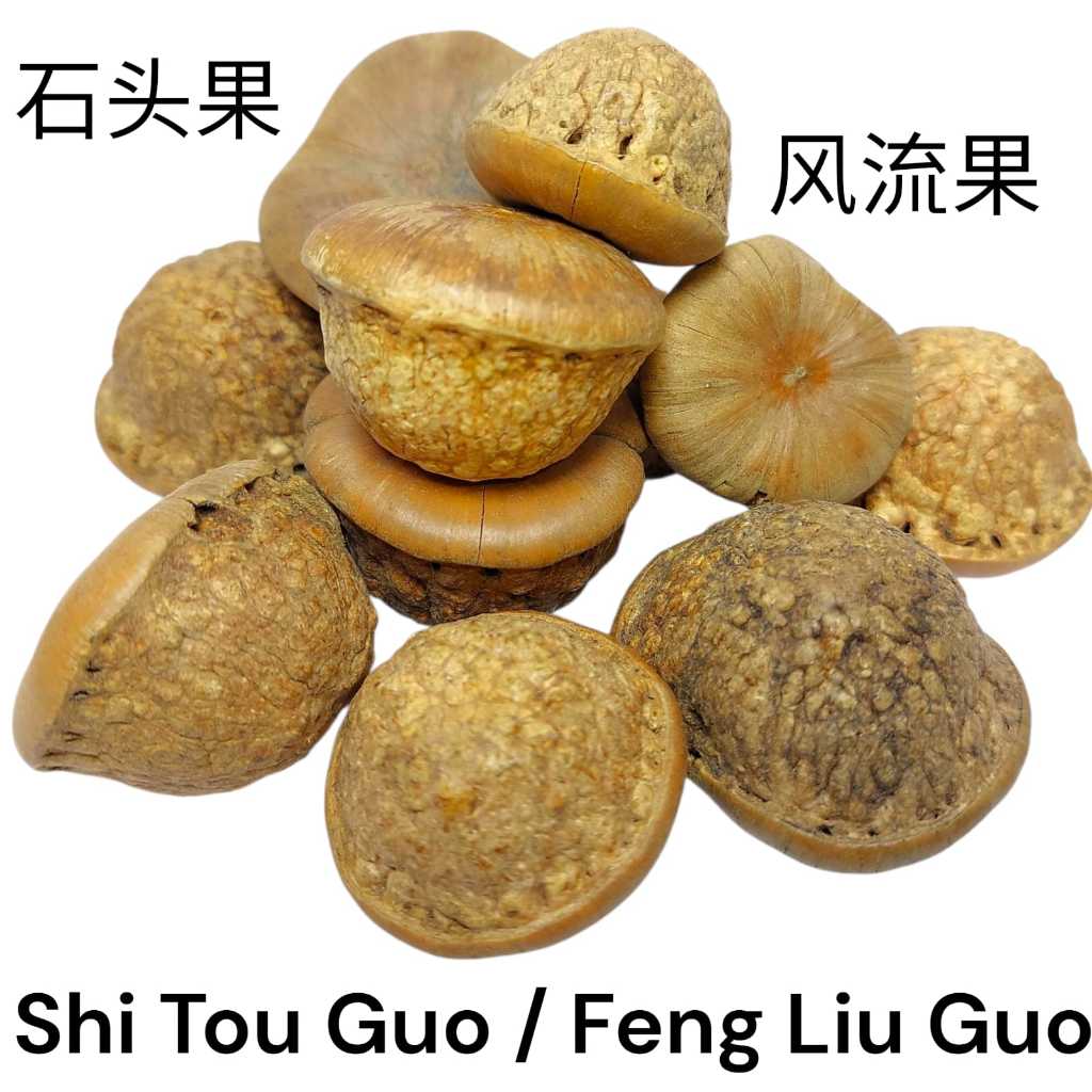 Jual Shi Tou Guo / Feng Liu Guo Lithocarpus Pachylepis / Aphrodisiac ...