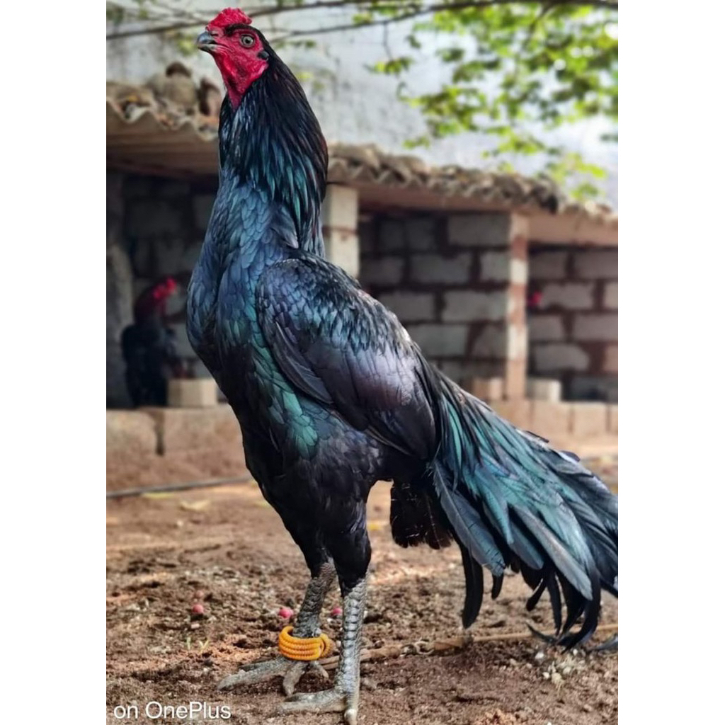 Jual telur ayam petarung pakhoy ori thailand | Shopee Indonesia