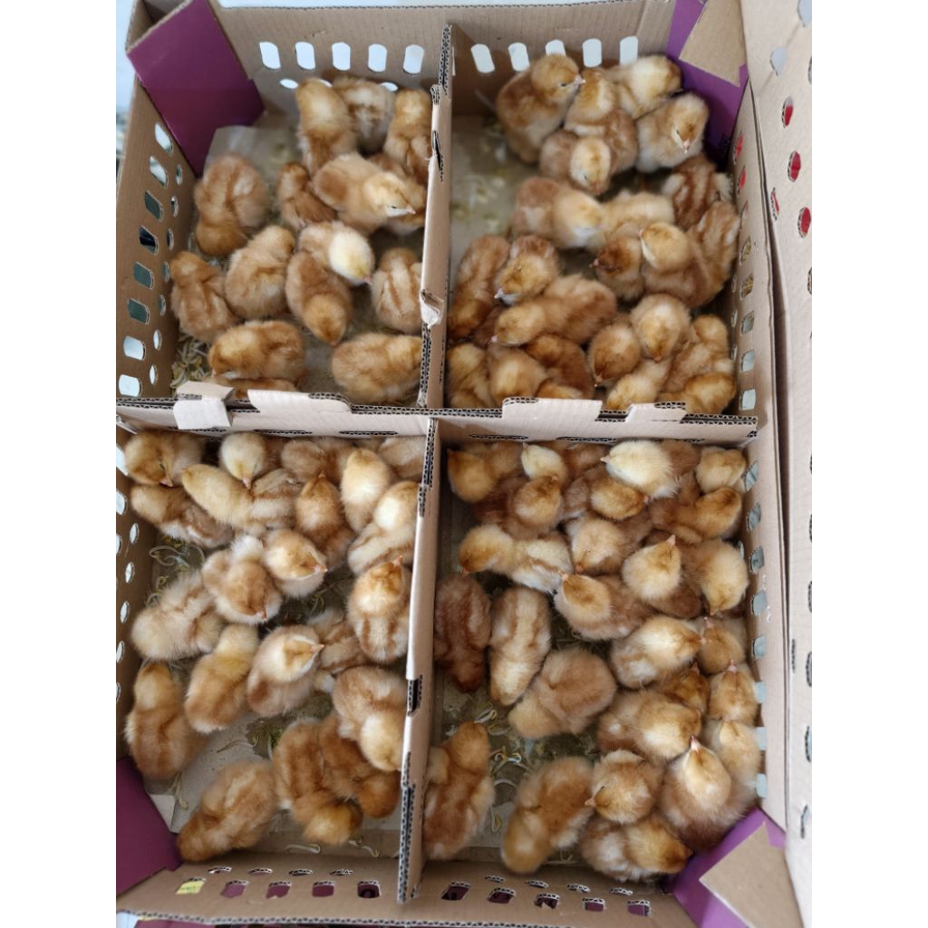 Jual ECERAN DOC/BIBIT AYAM LAYER PETELUR MB402 PLATINUM by PT Japfa ...