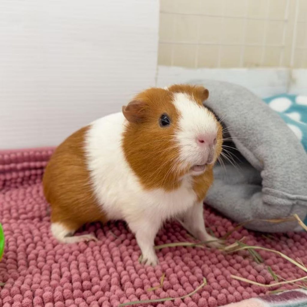 Jual Marmut American - Marmut Rambut Lurus - Guinea Pig American ...
