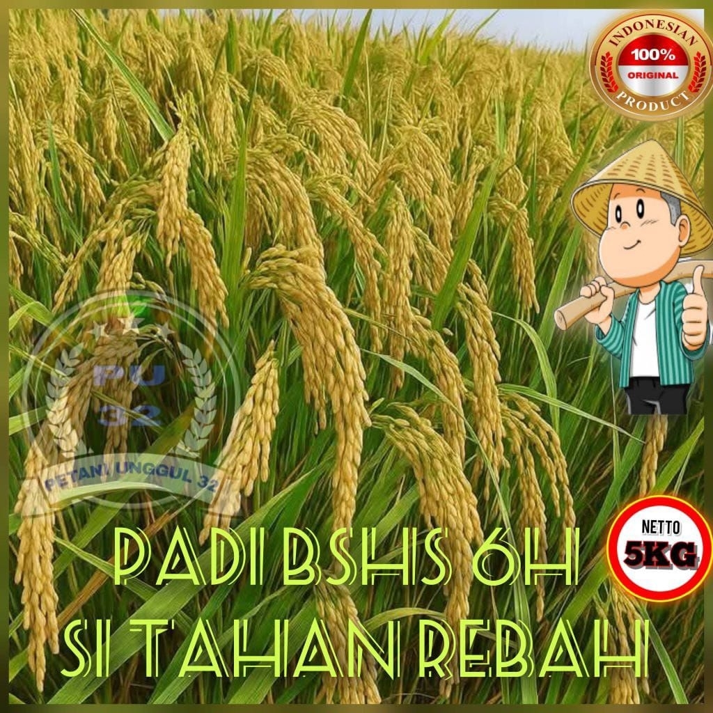 Jual BENIH PADI BSHS 6H SI TAHAN REBAH KEMASAN 5KG | Shopee Indonesia