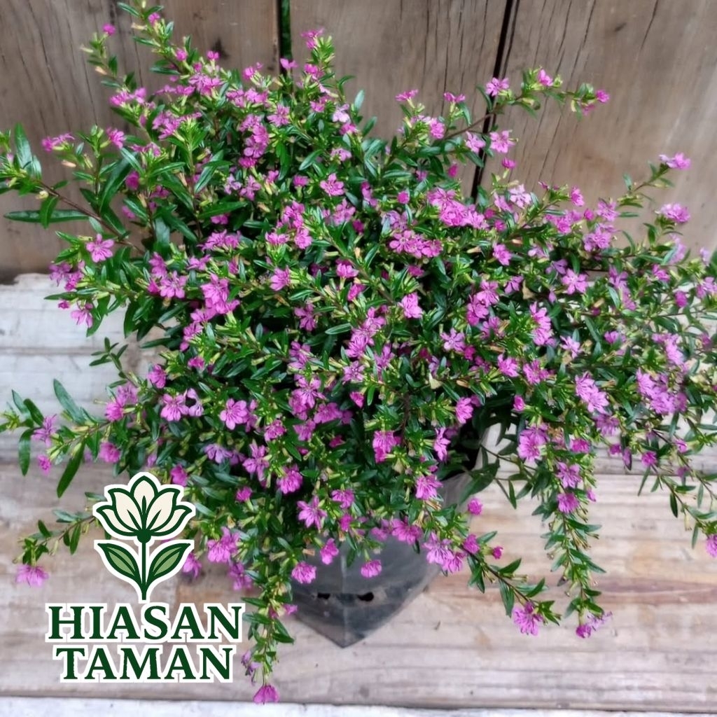 Jual Tanaman hias taiwan beauty bunga pink - tanaman bunga taiwan ...