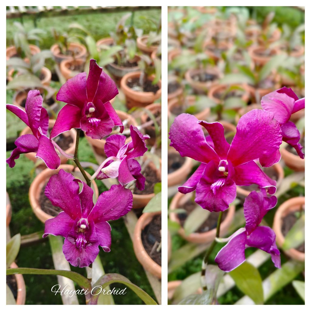 Jual Anggrek Dendrobium Mahogany Dewasa Siap Bunga | Shopee Indonesia