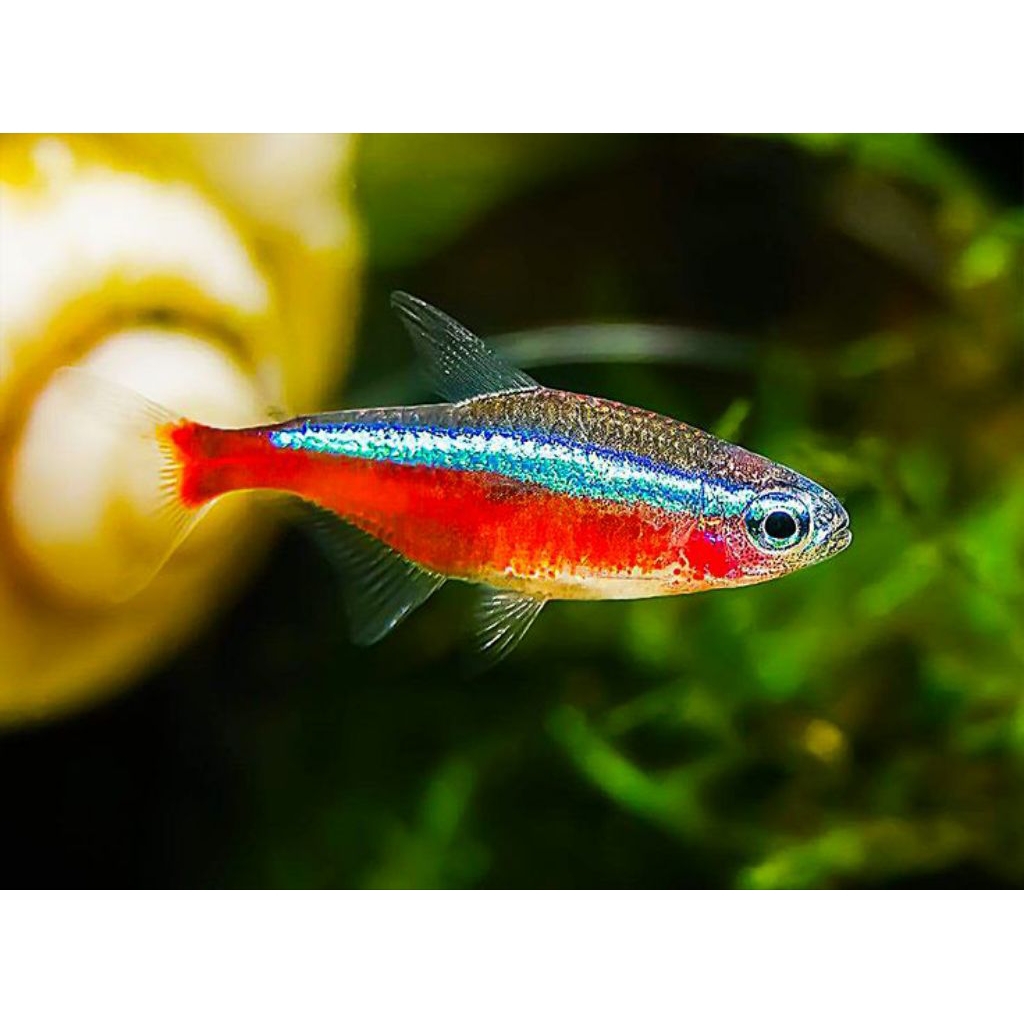 Jual Cardinal neon Tetra fish ikan hias Aquarium aquascape (khusus ...