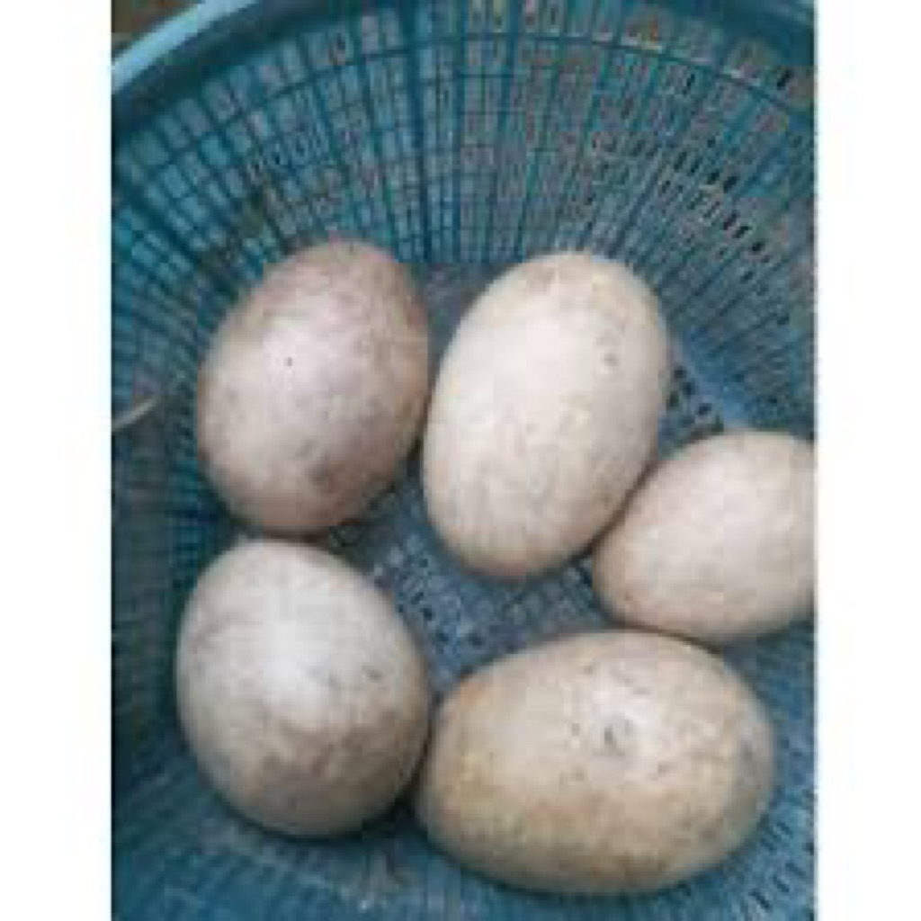 Jual TELUR ANGSA TEMBUHUK/TELUR BUSUK | Shopee Indonesia