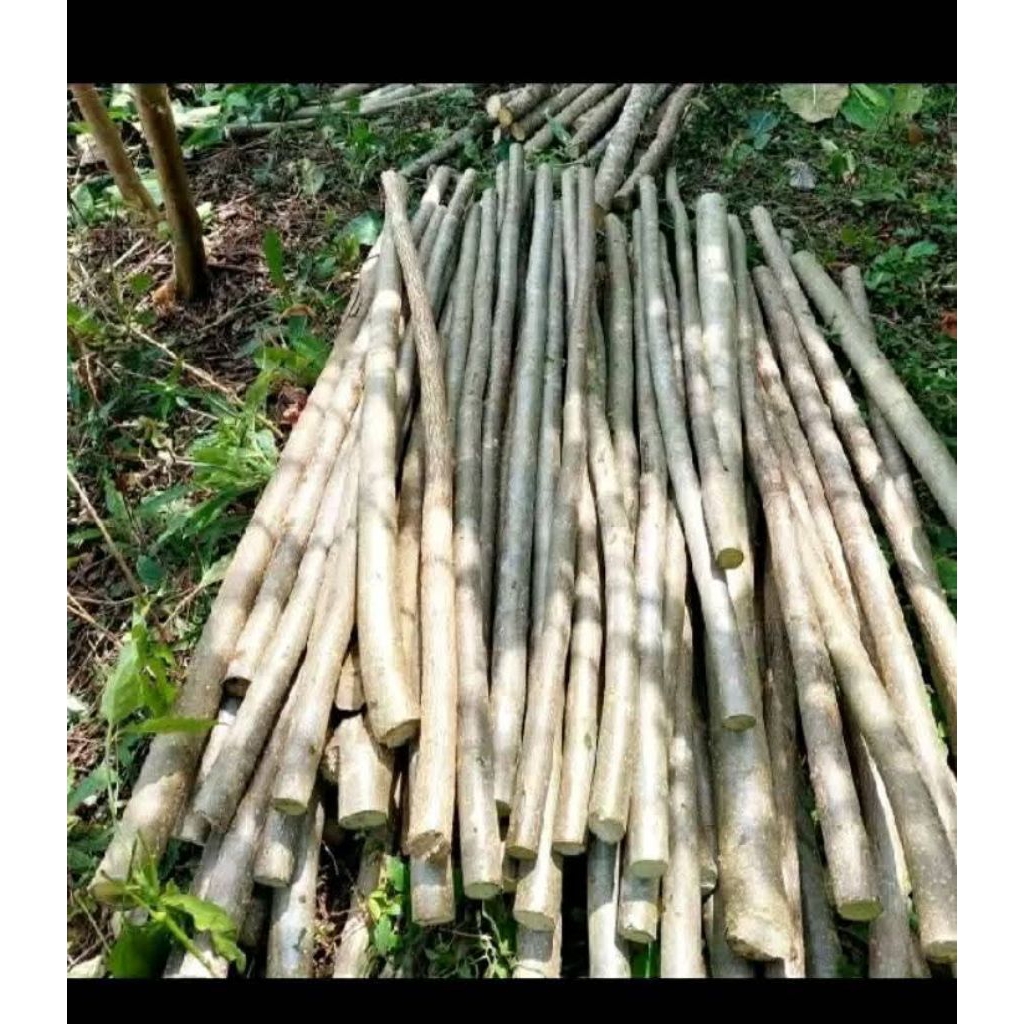 Jual Stek Bibit Gamal/Indigofero/Kalikiria Untuk Pakan Ternak Kambing ...
