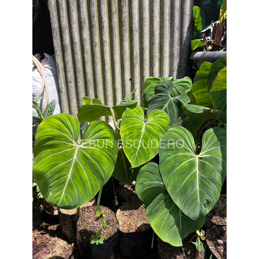 Jual Philodendron Gloriosum - Tanaman Hias Gloriosum - Tanaman ...
