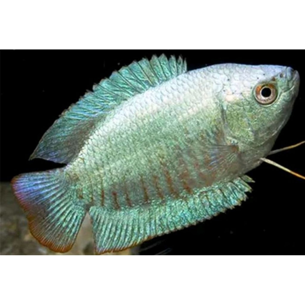 Jual Ralis si cantik SPT aquarium sm | Shopee Indonesia
