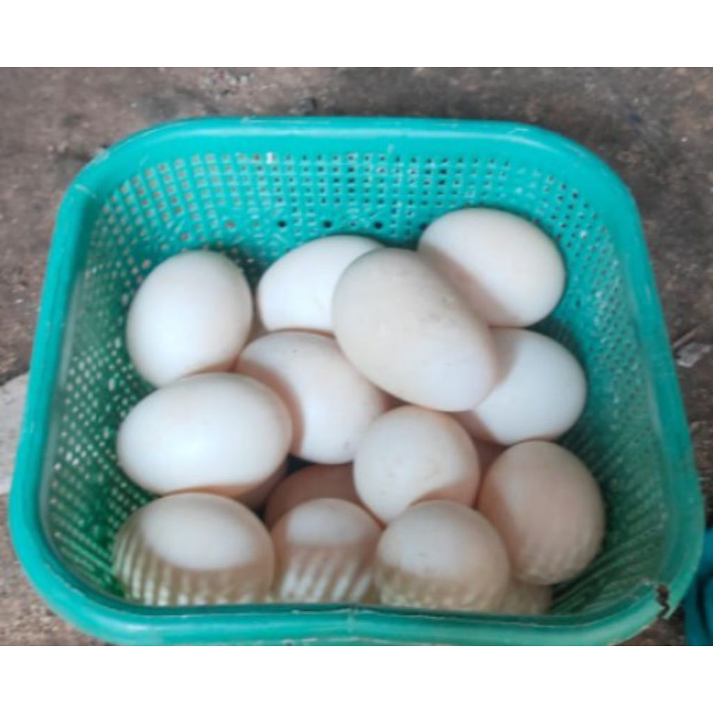 Jual Telur Mentok Jumbo Fertil Untuk Ditetaskan | Pacek 104cm x Betina ...