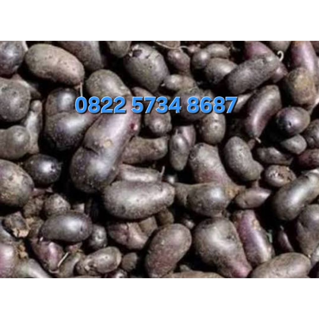 Jual BIBIT Kentang hitam/kentang ireng/kleci/kembili/kentang jenggot ...