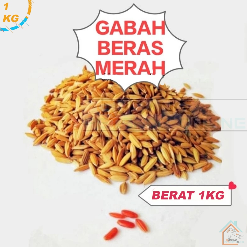 Jual Gabah Beras Merah - Pakan Burung Hamster 1KG PREMIUM GPO | Shopee ...