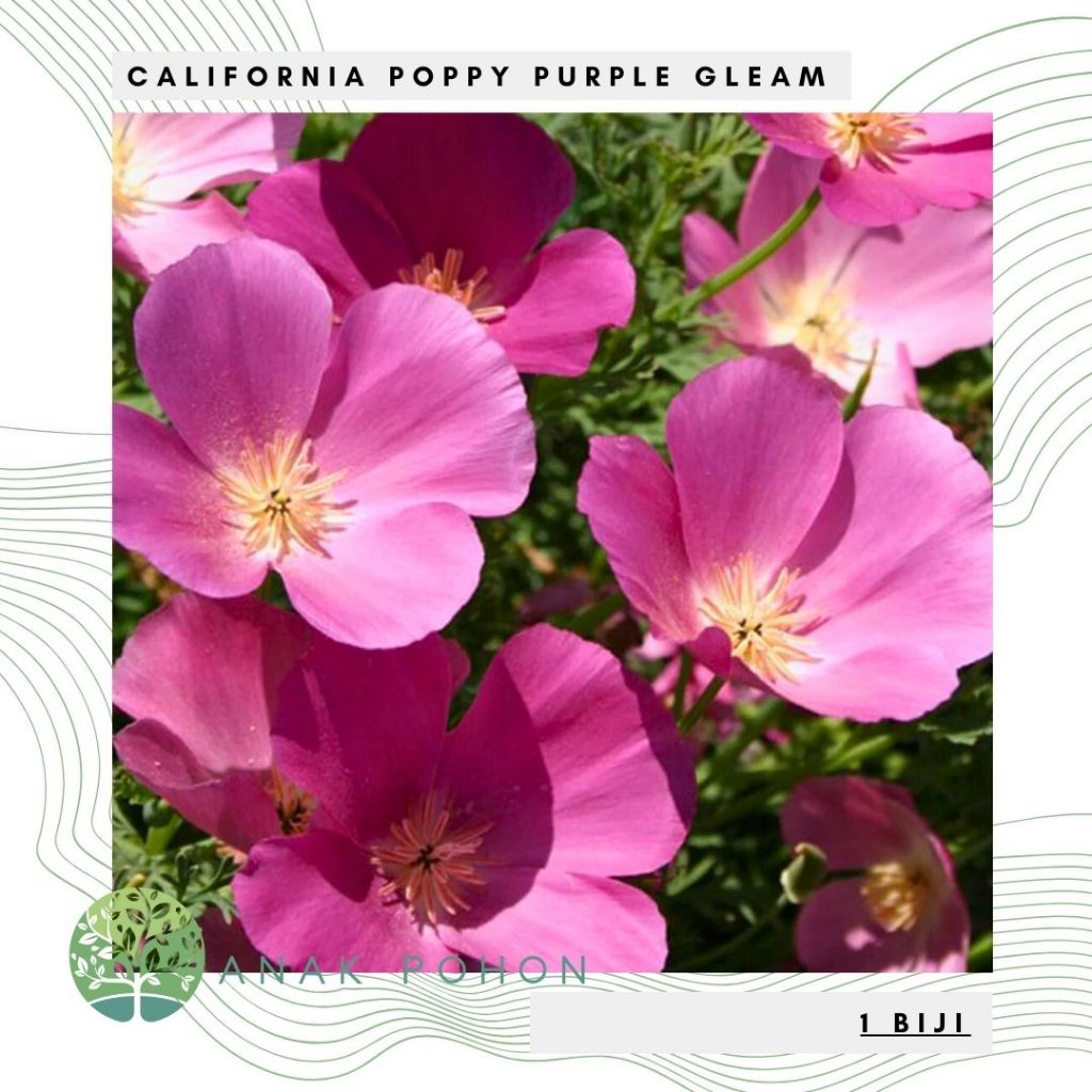 Jual Benih Bibit Biji - Bunga California Poppy Purple Gleam Flower ...