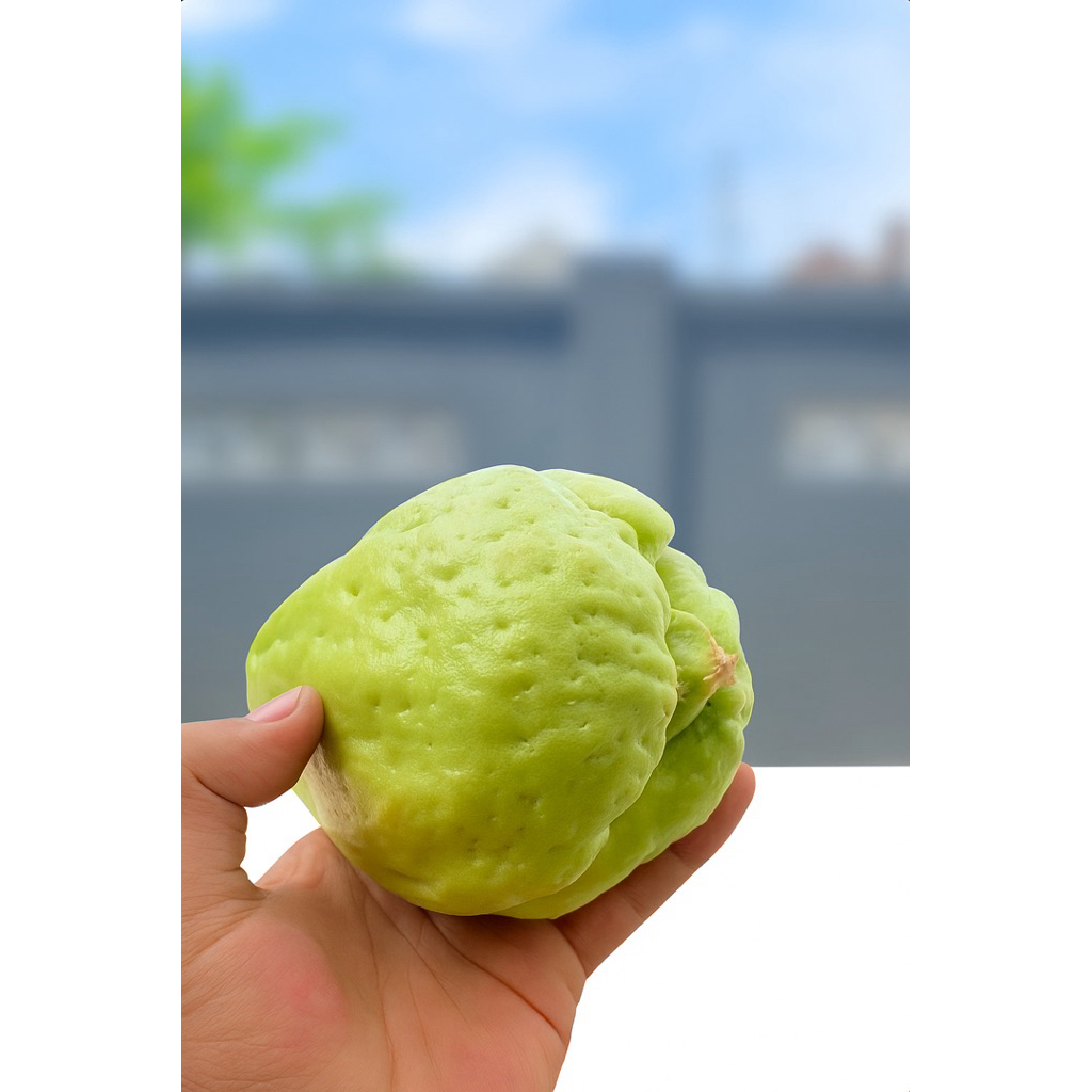 Jual Bibit labu siam unggul 1 buah | Shopee Indonesia