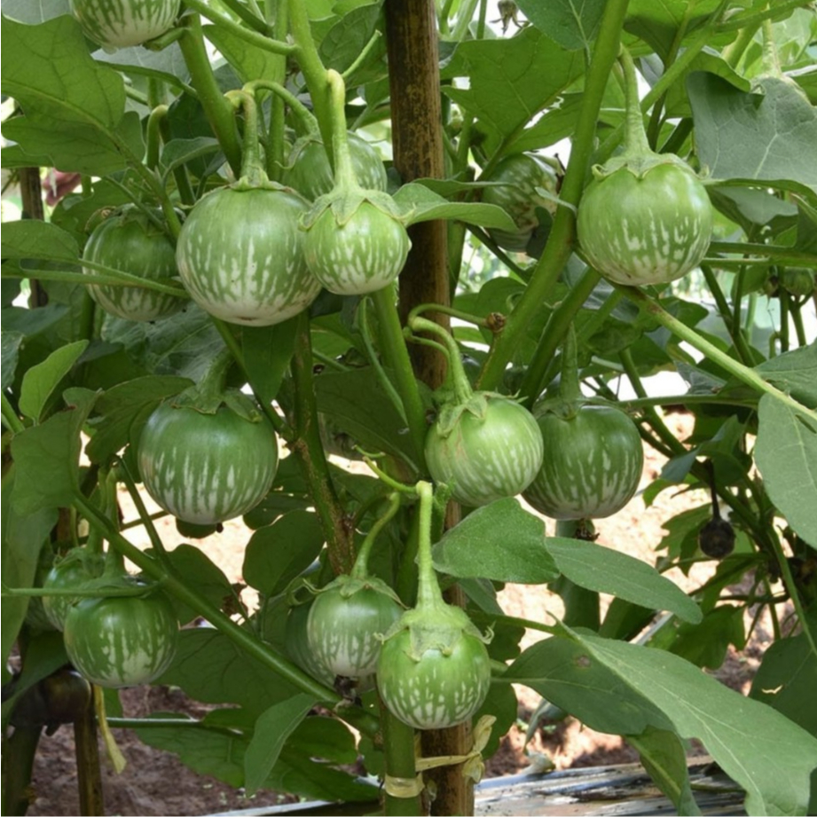 Jual Bibit Terong Hijau Bulat / Lalap - Tanaman Sayur Siap Berbuah ...