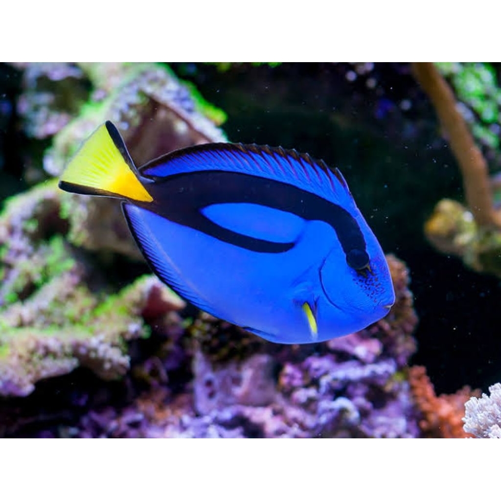 Jual ikan hias laut dory dori lettersix letter six temen nemo makan ...