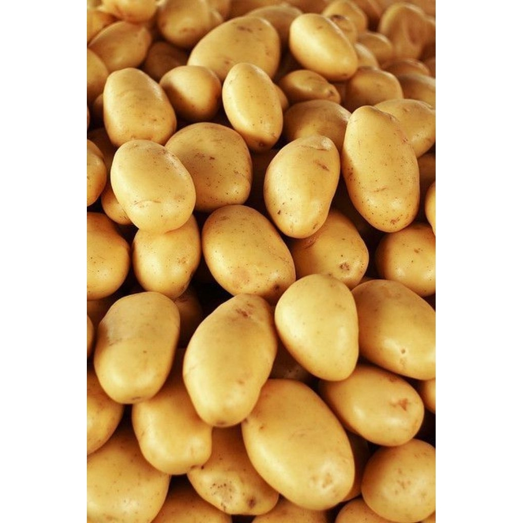 Jual Kentang Dieng Super 1Kg Kentang Dieng | Shopee Indonesia