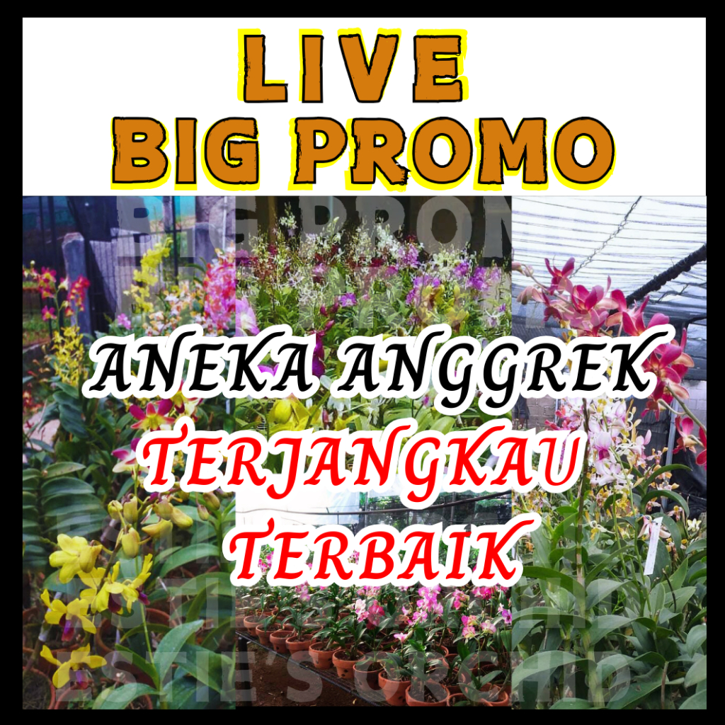 Jual LIVE BIG PROMO ANGGREK DENDROBIUM BERBAGAI MACAM WARNA! (BULAT ...