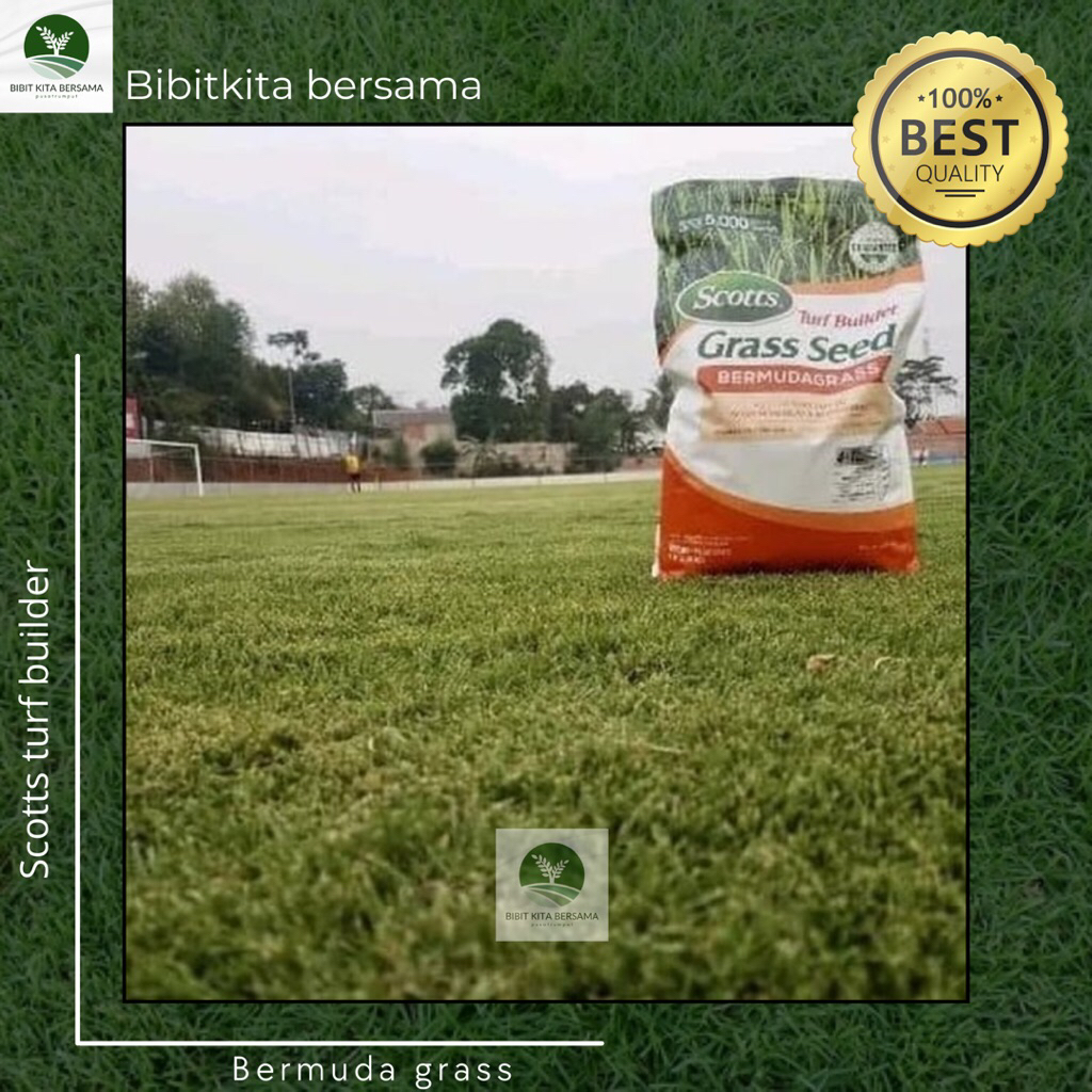 Jual Benih Rumput Lapangan Sepak bola Bermuda grass 150Gram - Benih ...