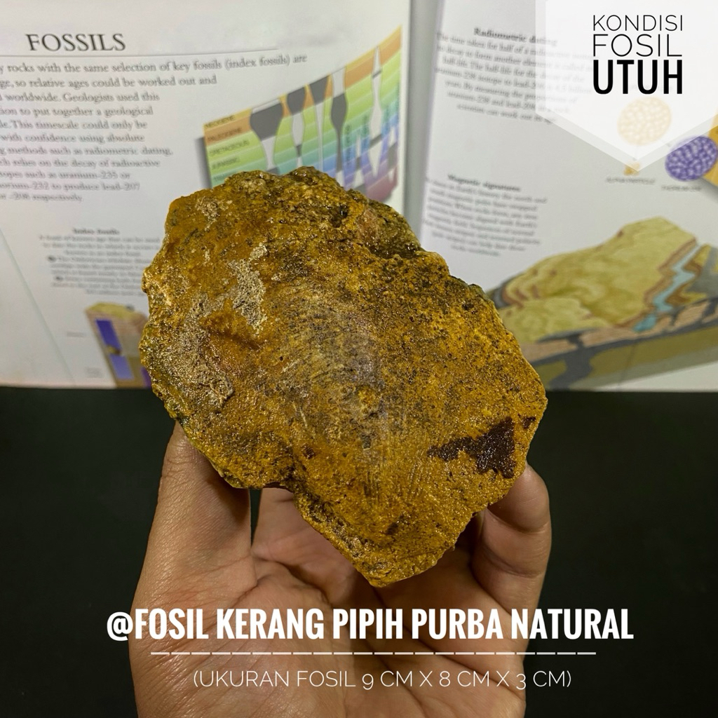 Jual Fosil Kerang Pipih Purba Natural B50 atau Fossil Bivalvia atau ...