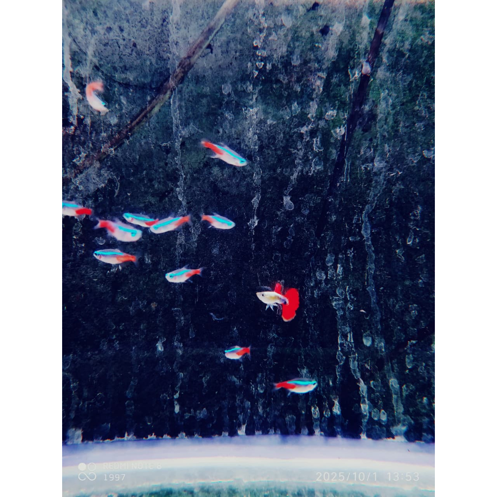 Jual ikan hias neon tetra cardinal | Shopee Indonesia