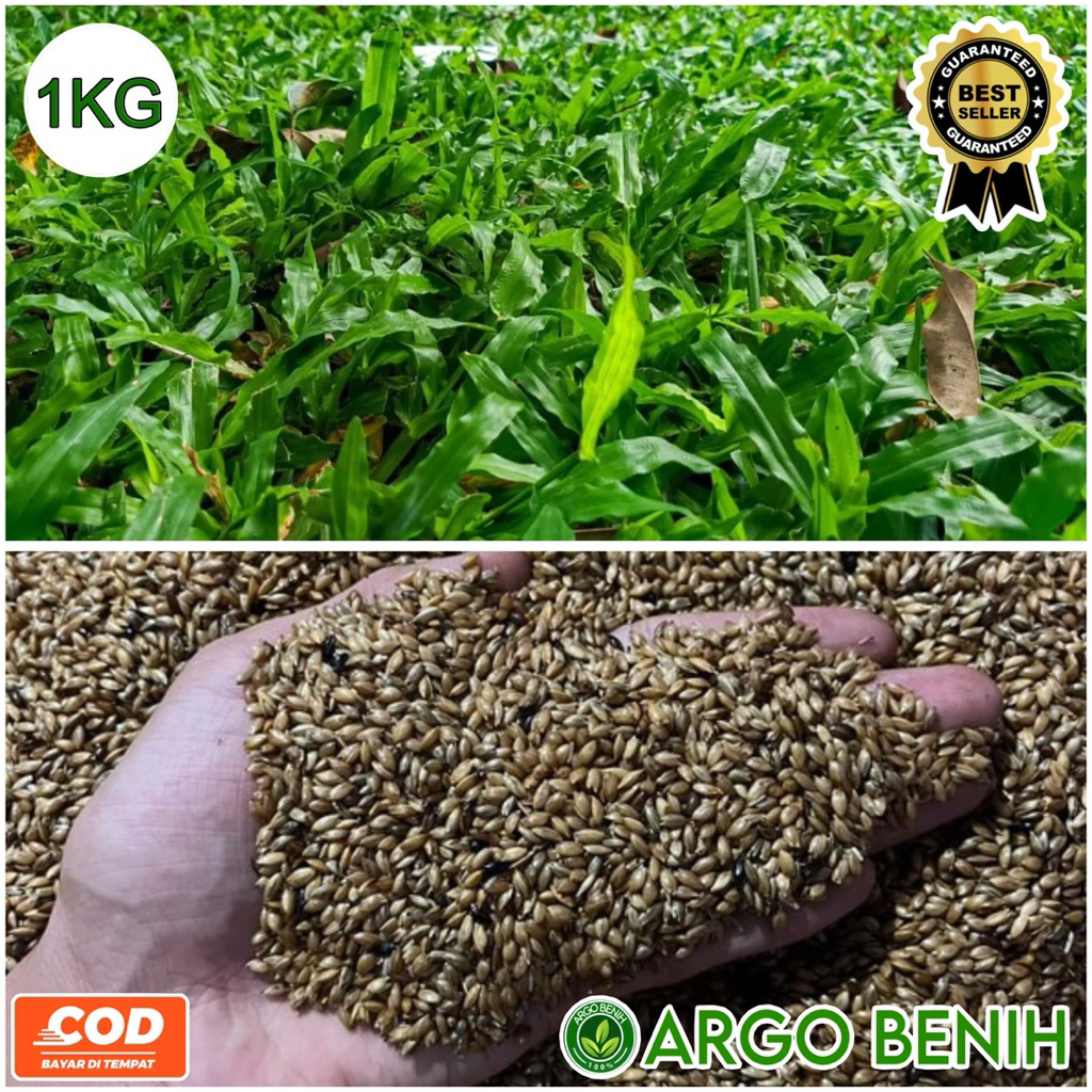 Jual BENIH RUMPUT GAJAH MINI ISI 1KG ORIGINAL PRODUK | Shopee Indonesia