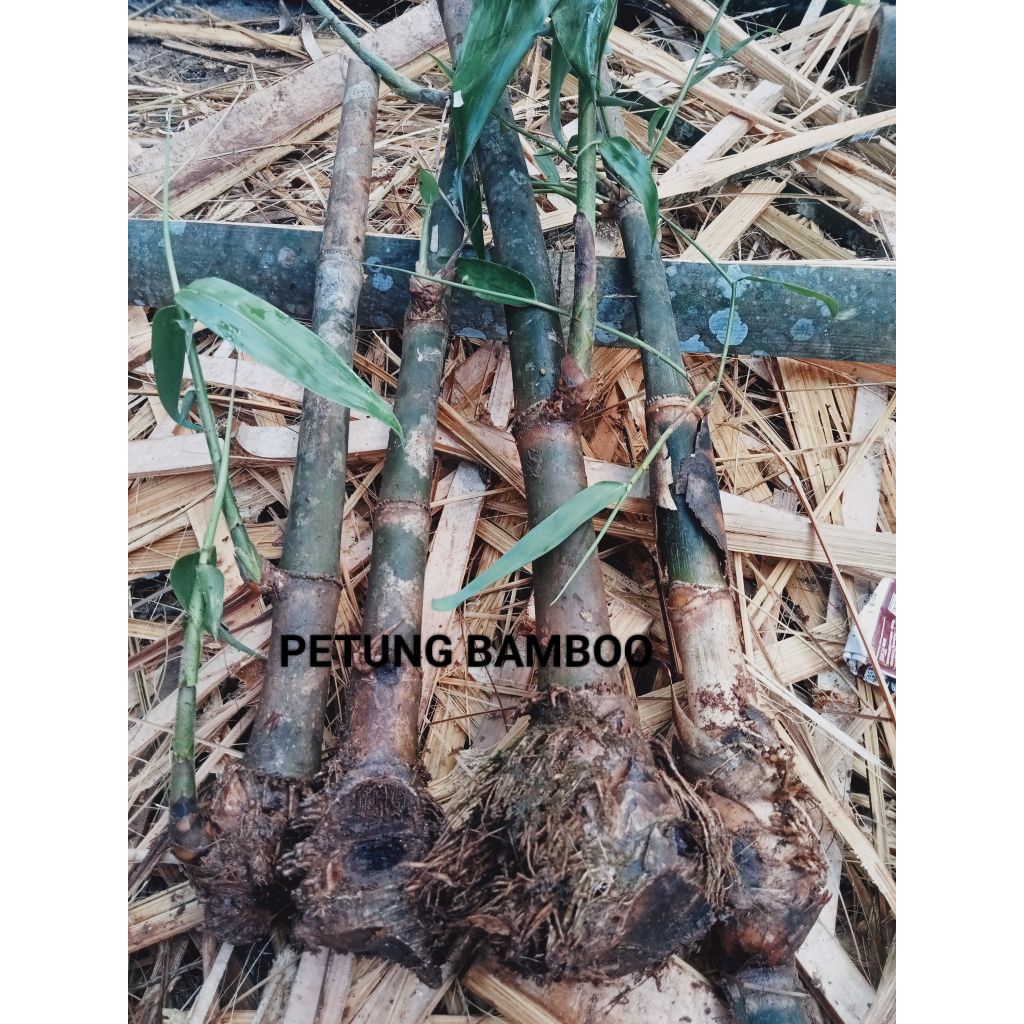 Jual PETUNG BAMBOO Bibit Bambu Petung raksasa serat merah, Bibit rebung ...