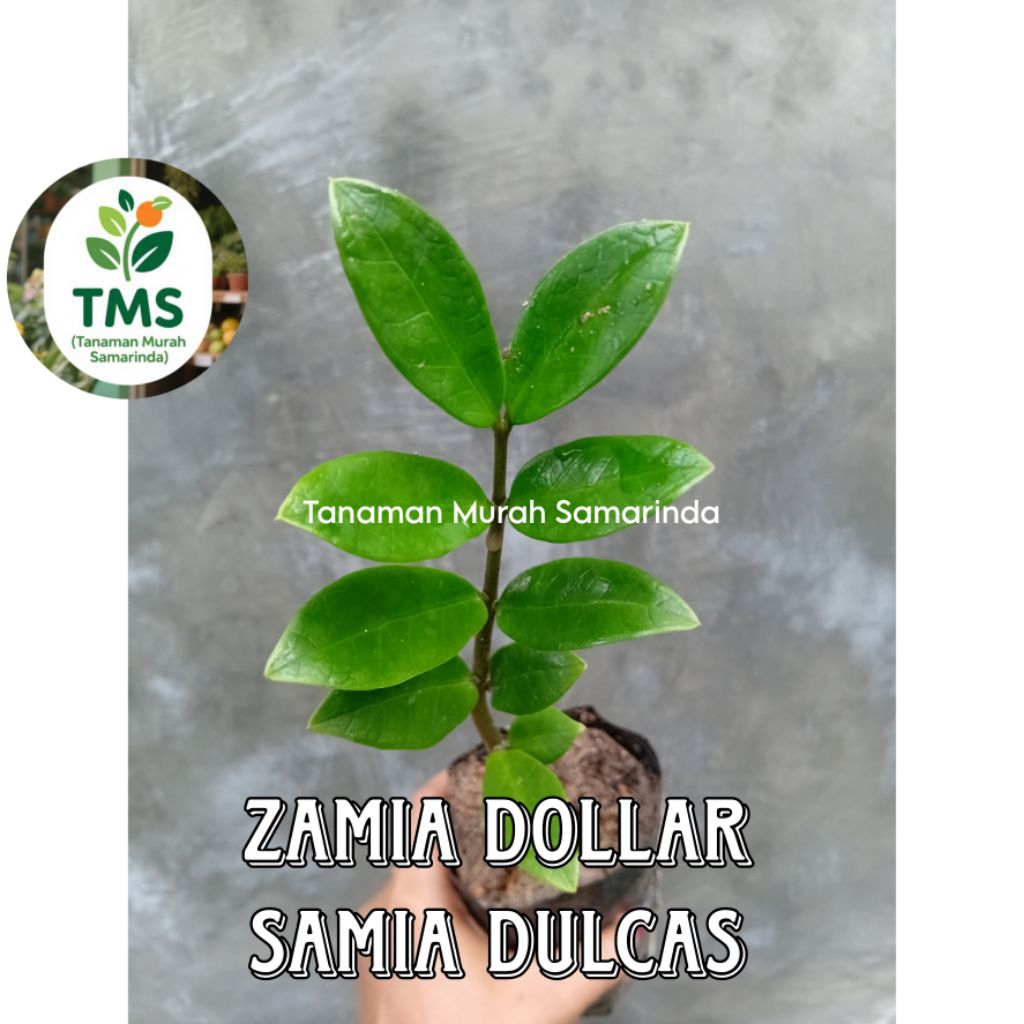 Jual TMS~ Zamia dollar samia dulcas bunga indoor zamia | Shopee Indonesia