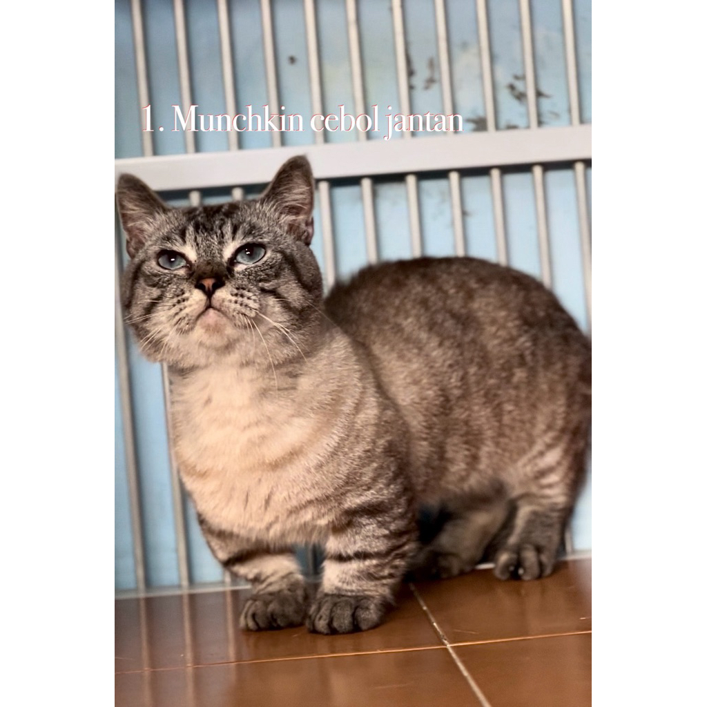 Jual kucing munchkin BSH kaki pendek jantan | Shopee Indonesia