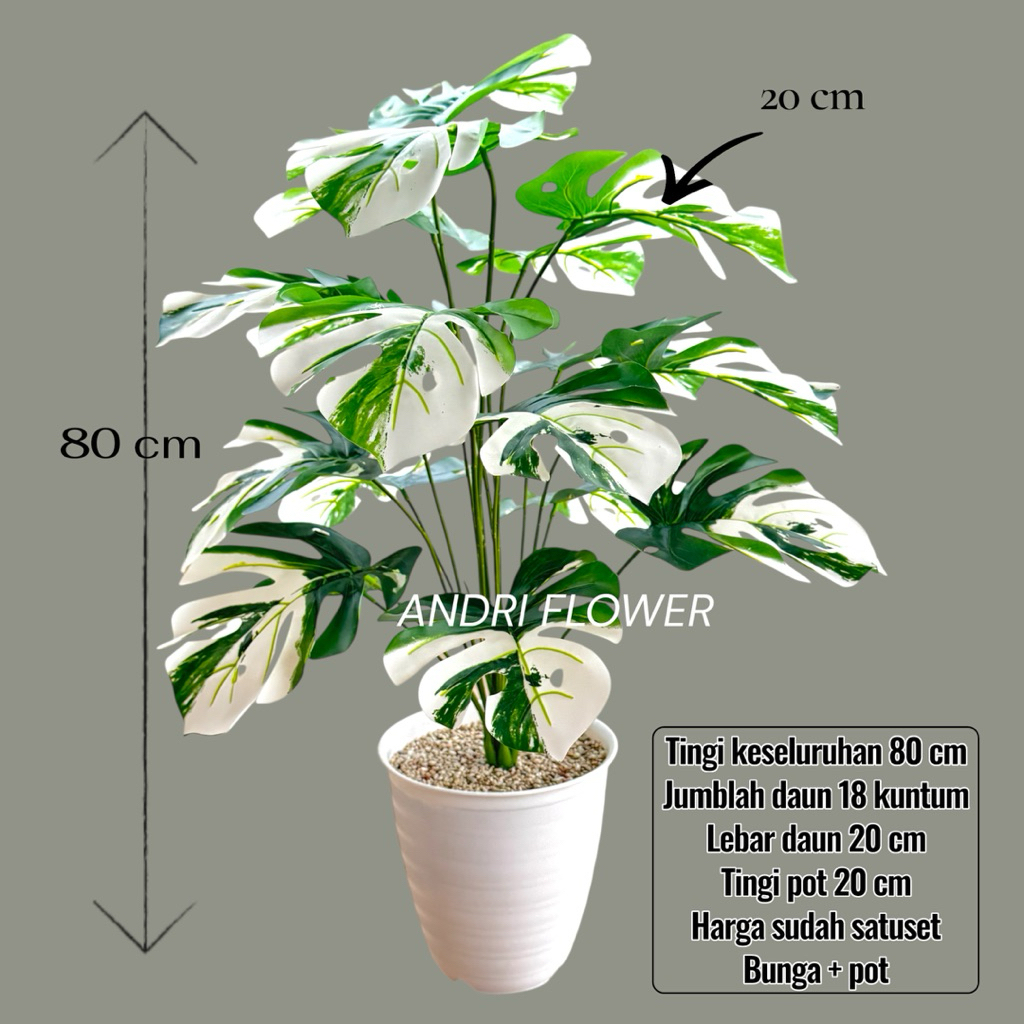 Jual DAUN MONSTERA KOMBINASI HIJAU PUTIH + POT VIRUS PUTIH | Shopee ...