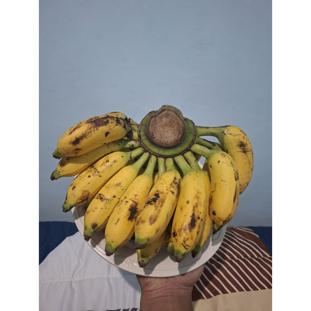 Jual PISANG ULI BOGOR 1 SISIR | Shopee Indonesia