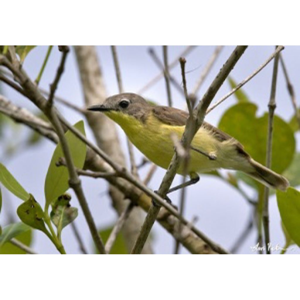 Jual Burung Remetuk laut pilihn Terbaik | Shopee Indonesia