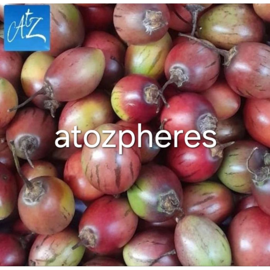 Jual Buah terung terong belanda segar pilihan fresh tamarillo 1kg ...