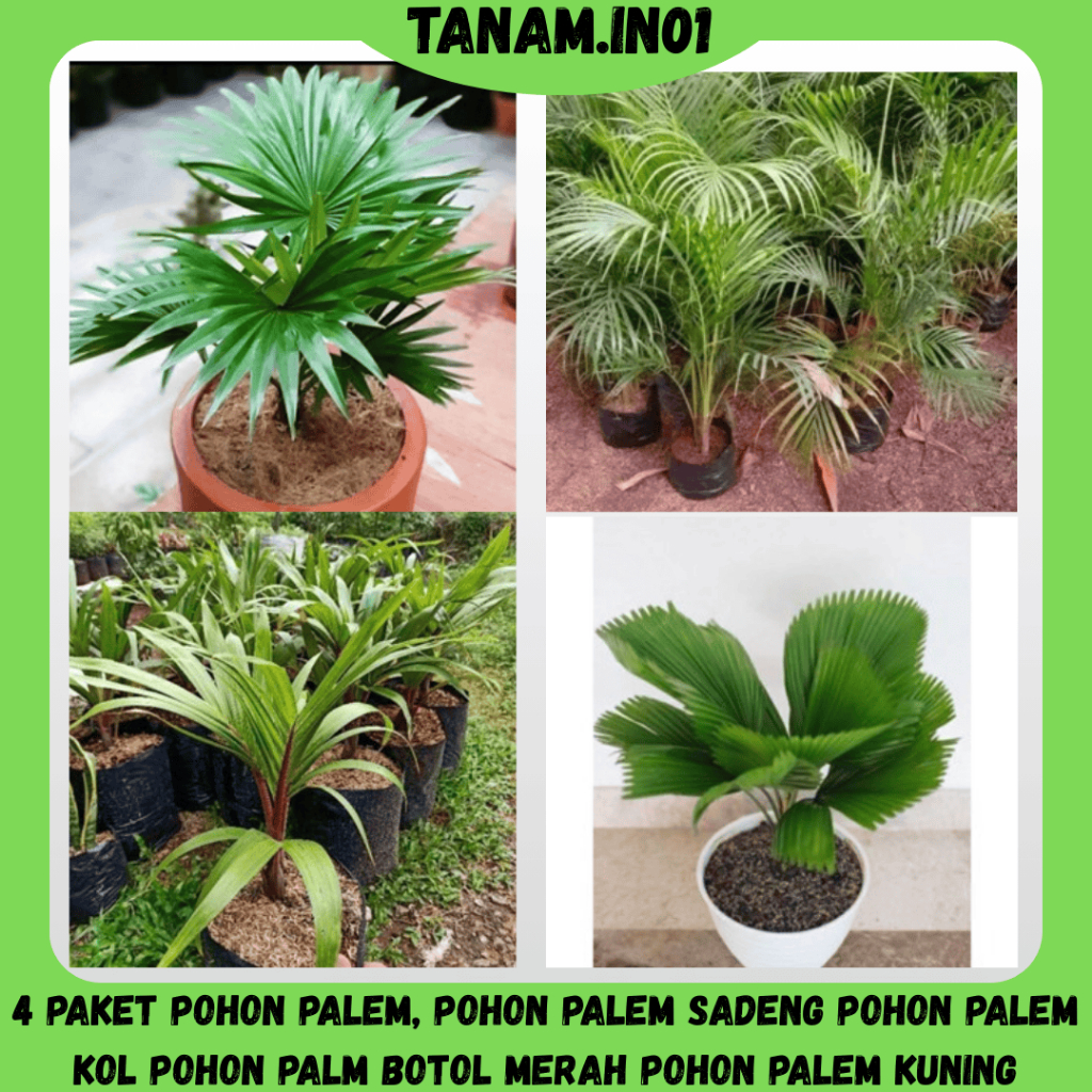 Jual 4 paket pohon palem, palem sadeng/bintang, palem kol/kipas, palem ...