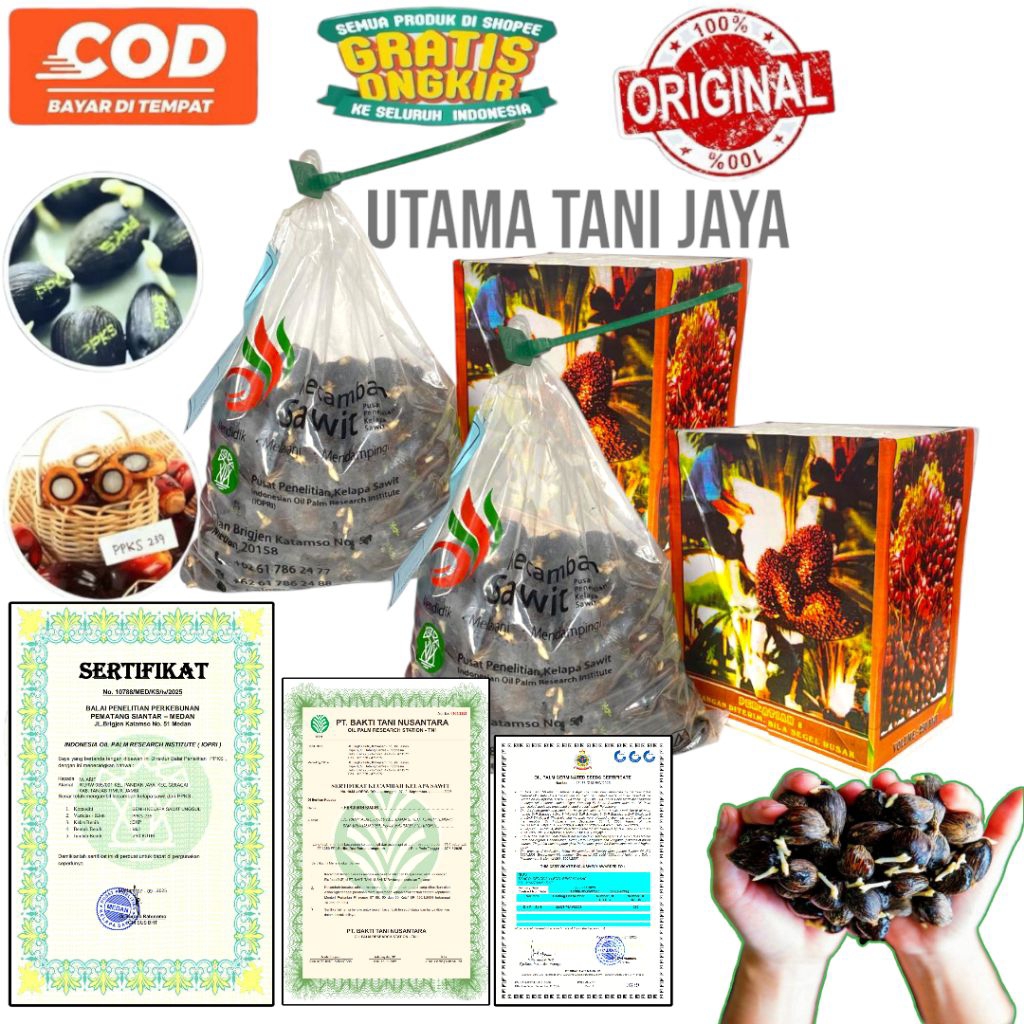 Jual bibit benih kecambah sawit PPKS resmi bersertifikat isi 250 butir ...