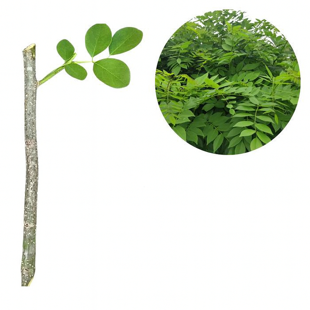 Jual stek bibit pohon gamal ukuran 30cm | Shopee Indonesia