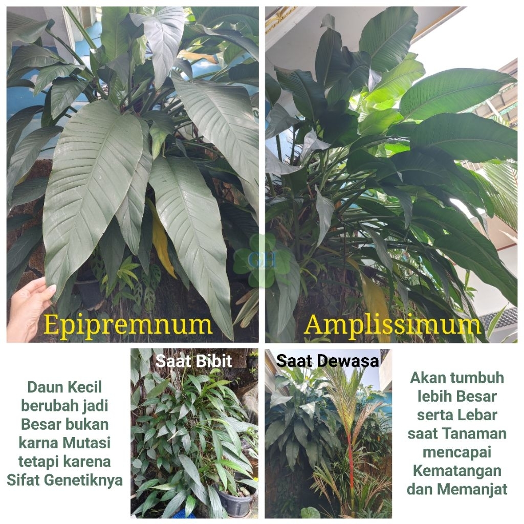 Jual Tanaman Hias Epipremnum Amplissimum Giant Daun Runcing Hijau Bibit ...