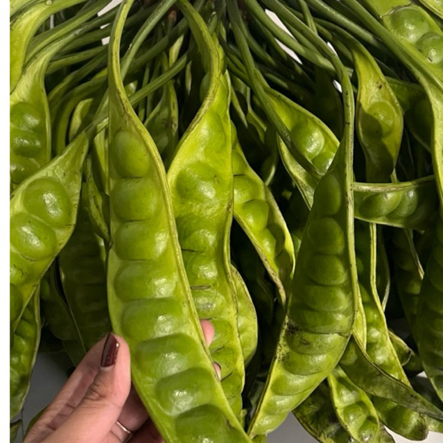 Jual pete super fresh 10 lonjor/10 papan | Shopee Indonesia