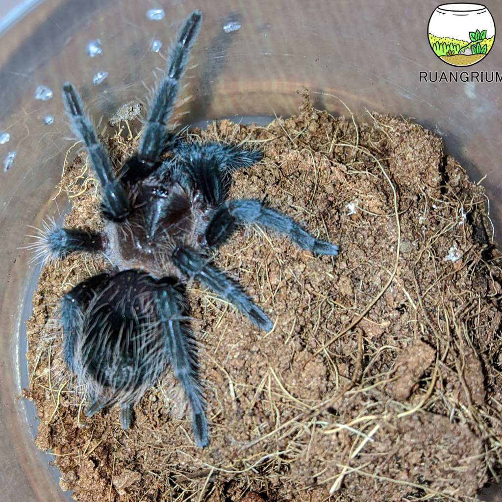Jual Mainan Tarantula Tliltocalt Albopilosum 5cm | Shopee Indonesia