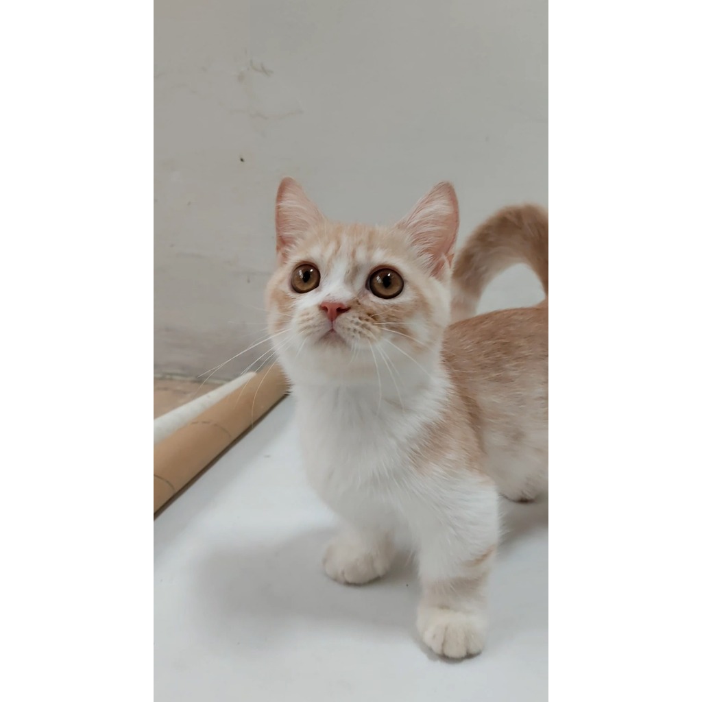 Jual Adopsi Anak Kucing BSH Munchkin Mix Peaknose EXO TERSISA 1 LAGI ...