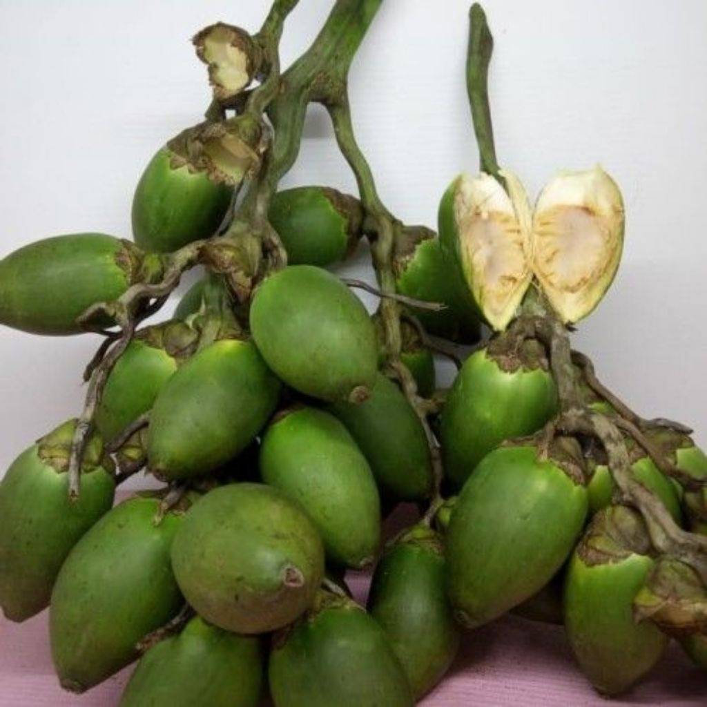 Jual buah pinang muda segar 100% fress 1kg | Shopee Indonesia