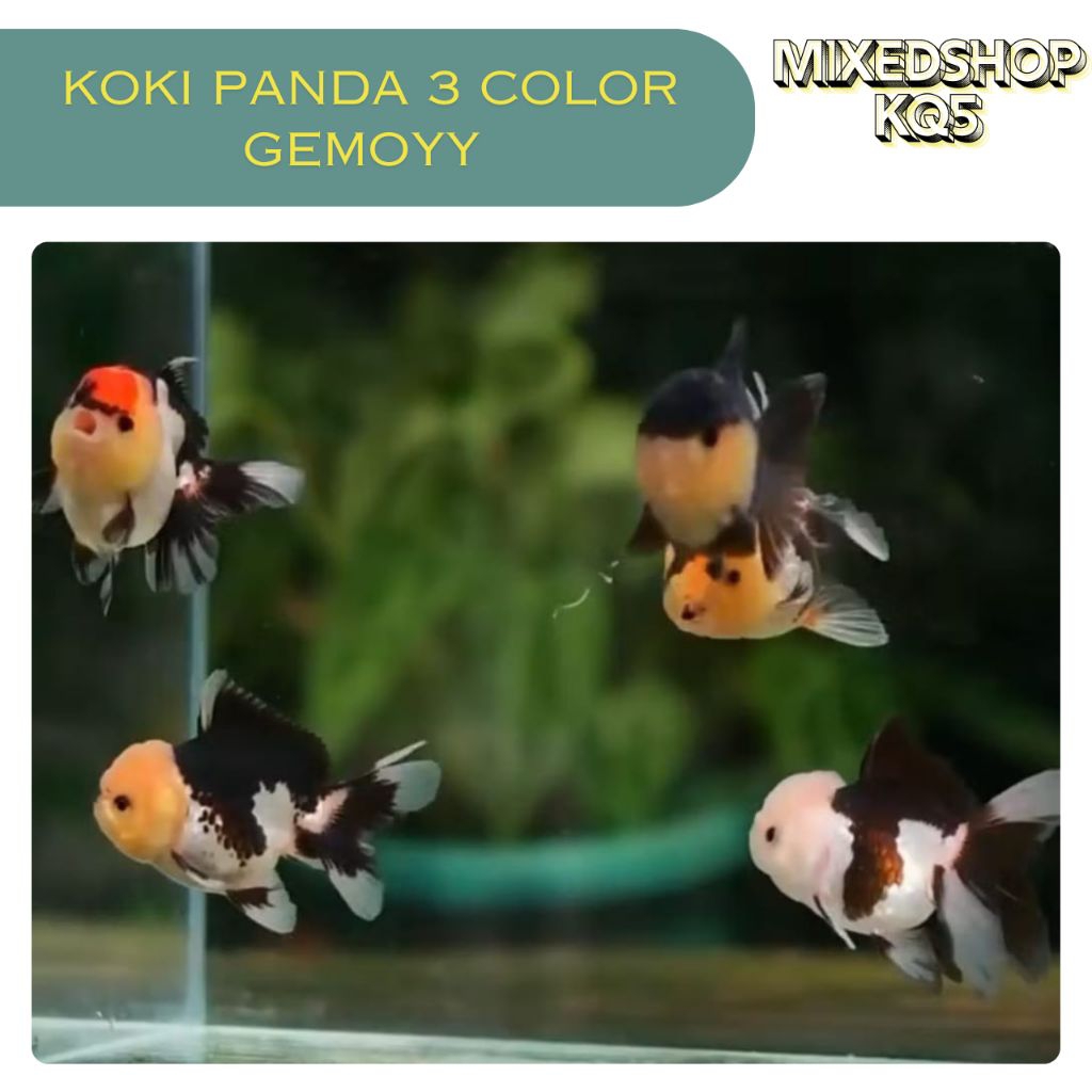 Jual koki panda 3 color || ikan hias aquarium || ikan koki panda ...