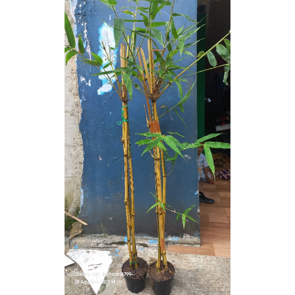 Jual bambu kuning 1 meter 3 pohon +pot | Shopee Indonesia